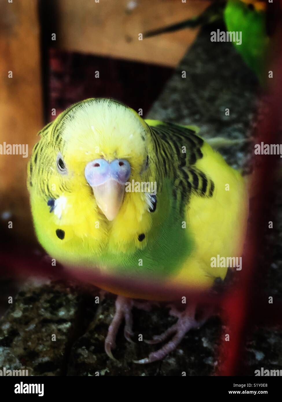 Green love bird hi-res stock photography and images - Alamy