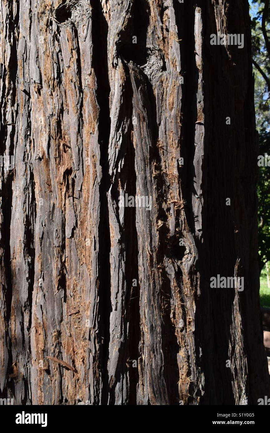 Big tree in California Stock Photo - Alamy