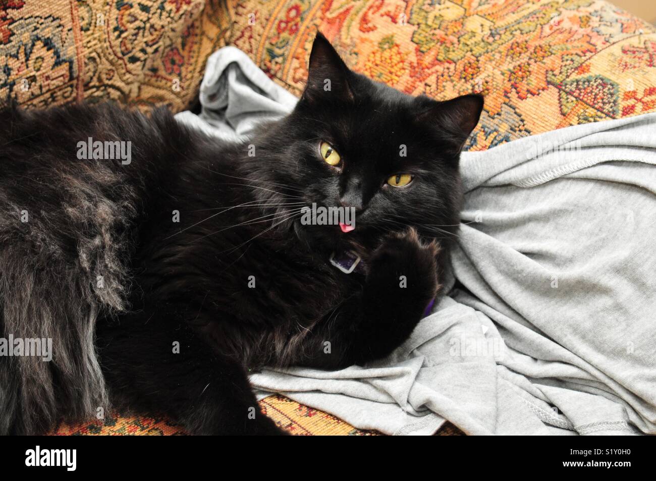 Chilling animals hi-res stock photography and images - Alamy