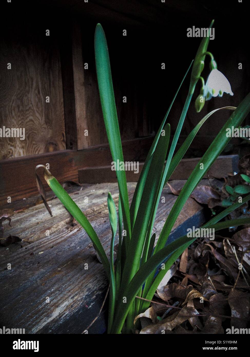 First Snowdrop -late winter Stock Photo - Alamy