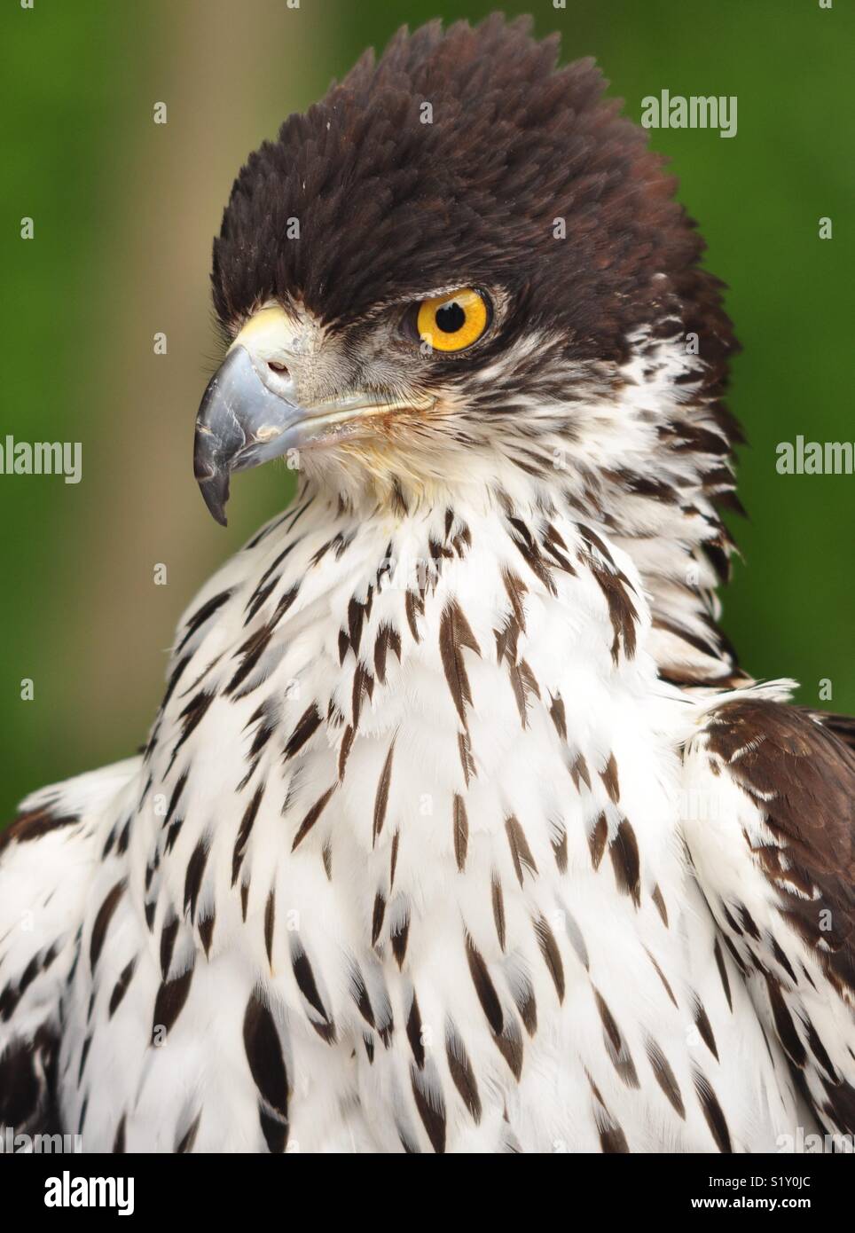 African eagle hawk hi-res stock photography and images - Alamy