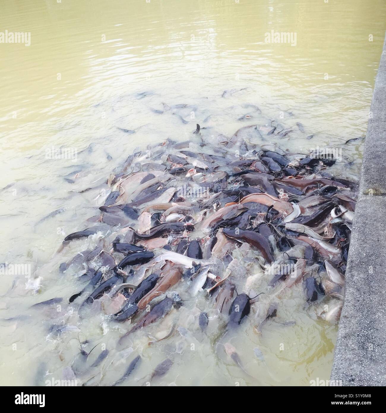 Many catfish hi-res stock photography and images - Alamy
