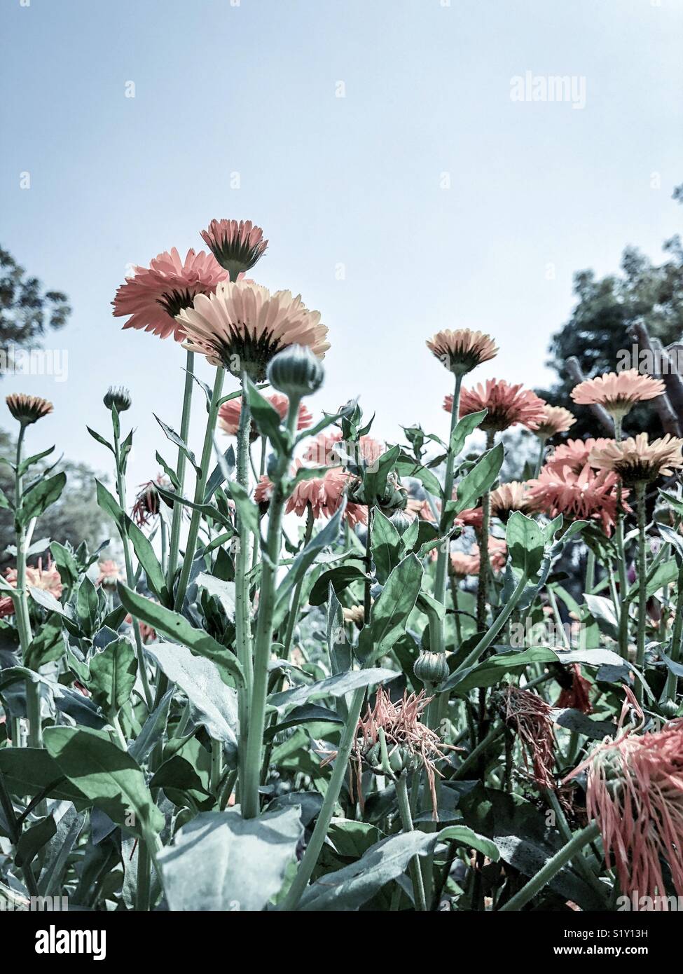 Beautiful flowers plants Stock Photo - Alamy