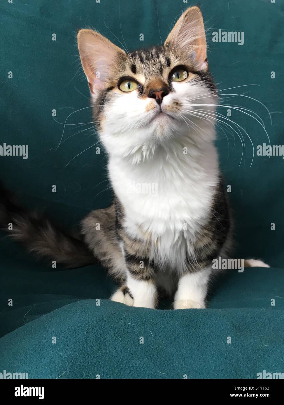 Cat sat on a green blanket looking upward Stock Photo - Alamy
