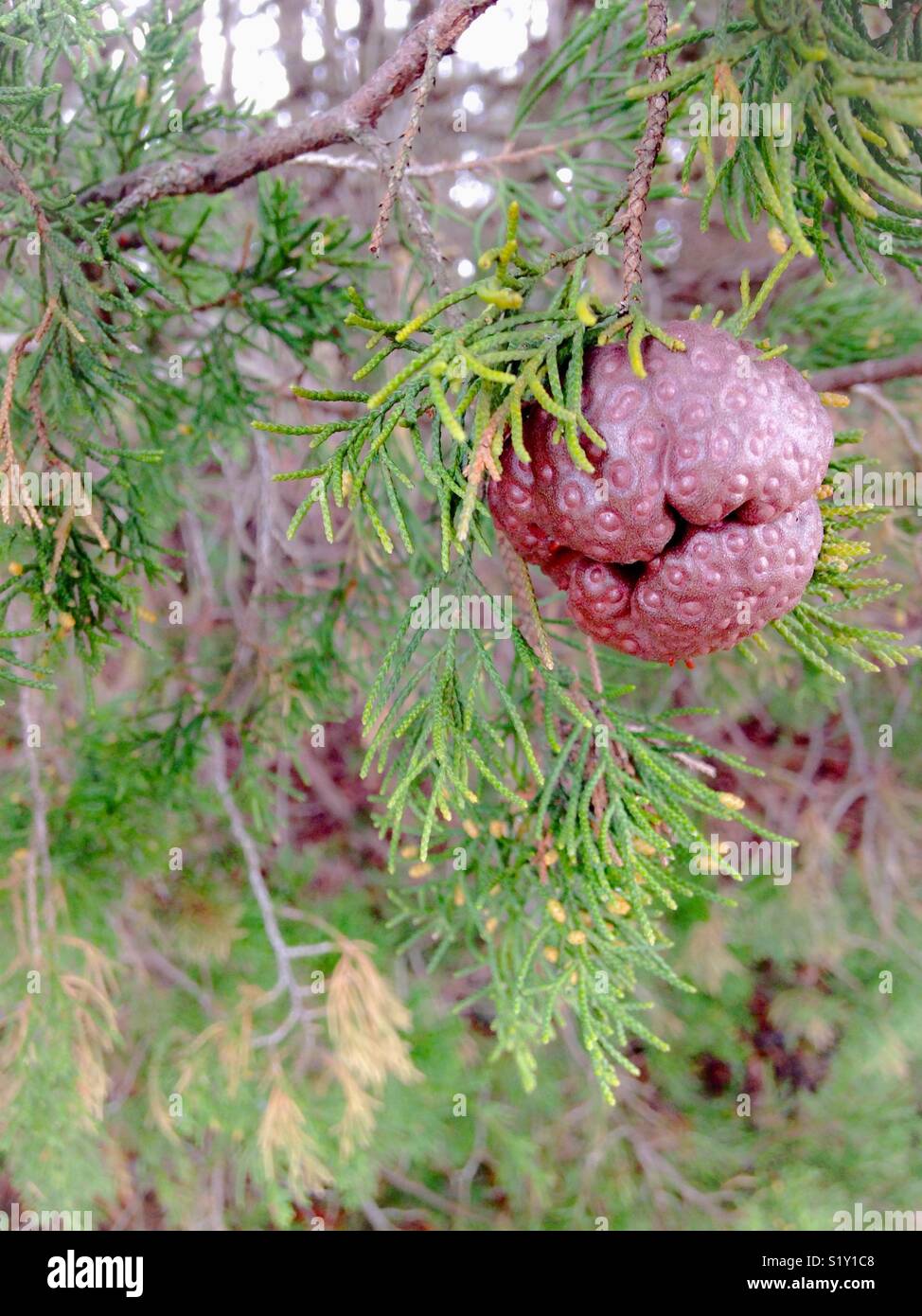 Gymnosporangium juniperi-virginianae - gall caused by Cedar apple rust ...