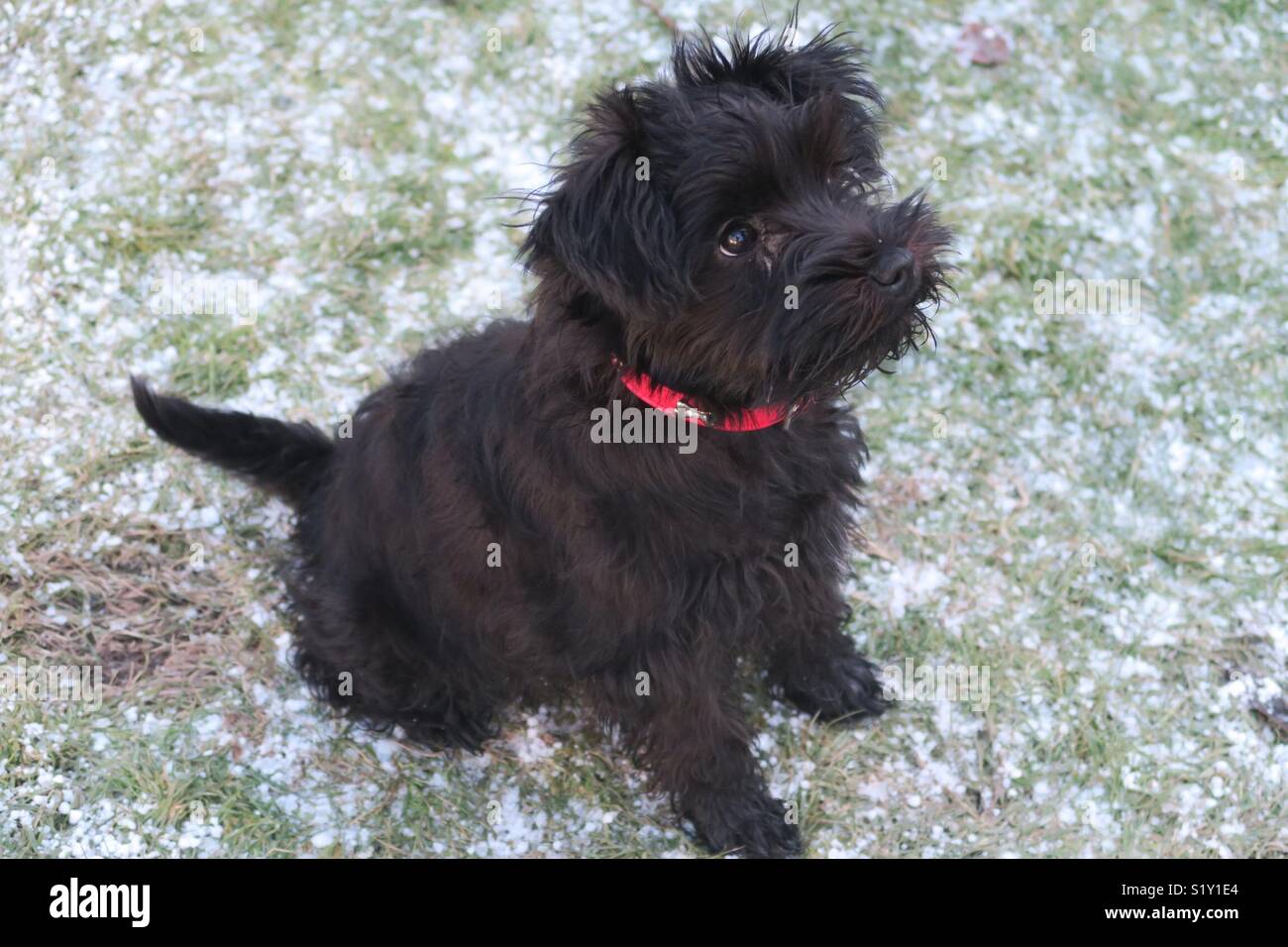 Miniature schnauzer puppy cute dog snow hi-res stock photography and ...