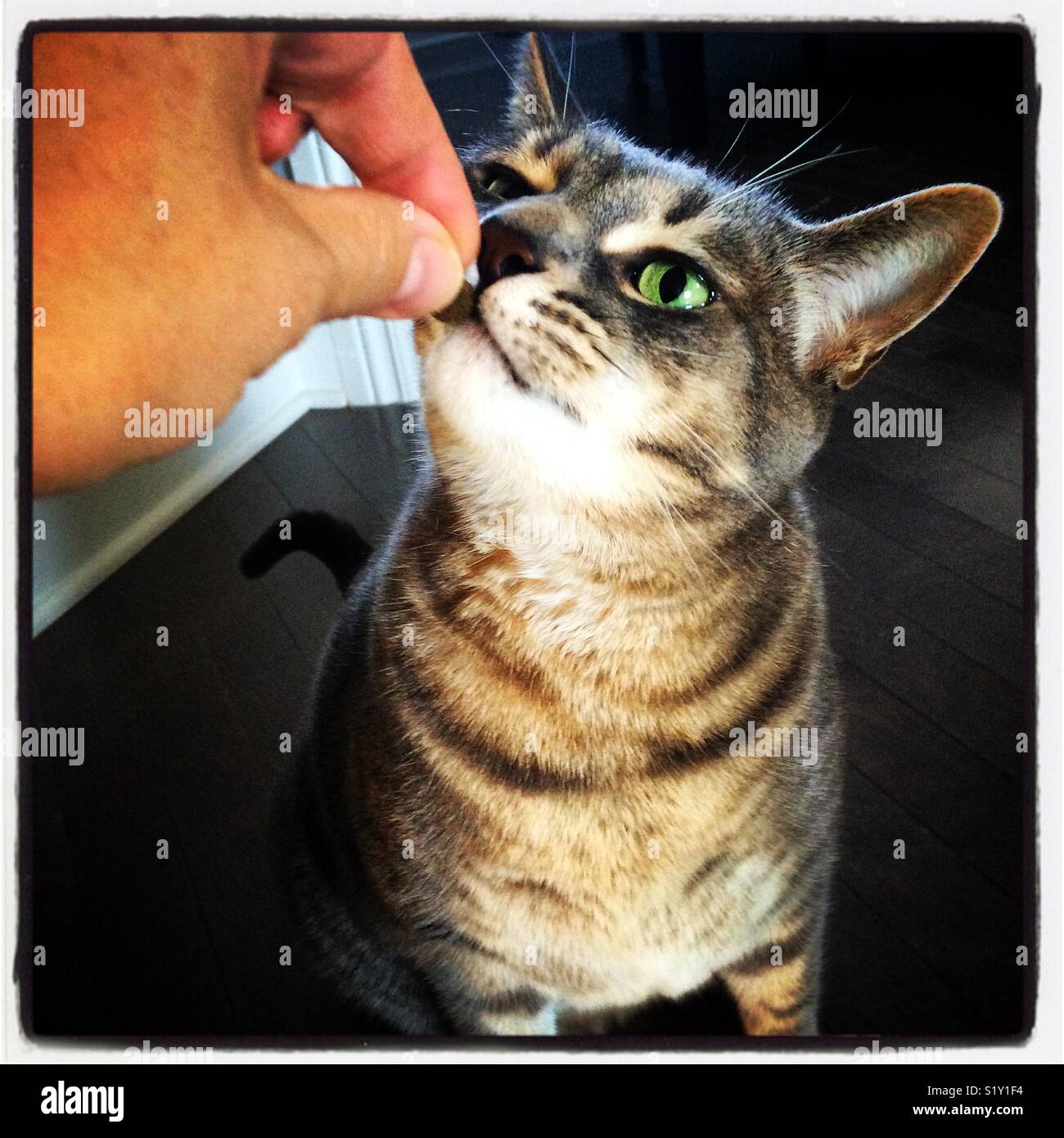 Hand feeding cat hi-res stock photography and images - Alamy