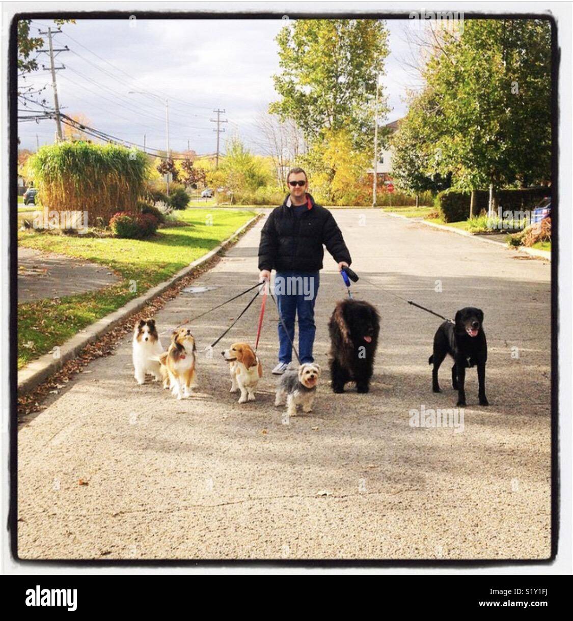 Pack Of Dogs Stock Photos & Pack Of Dogs Stock Images - Alamy