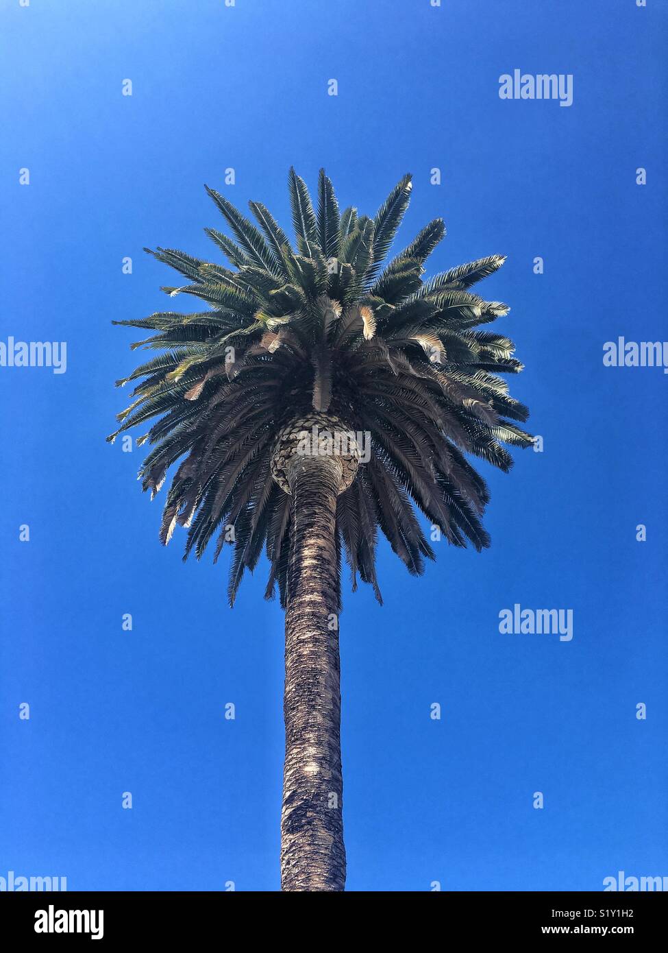 Tall palm tree hi-res stock photography and images - Alamy