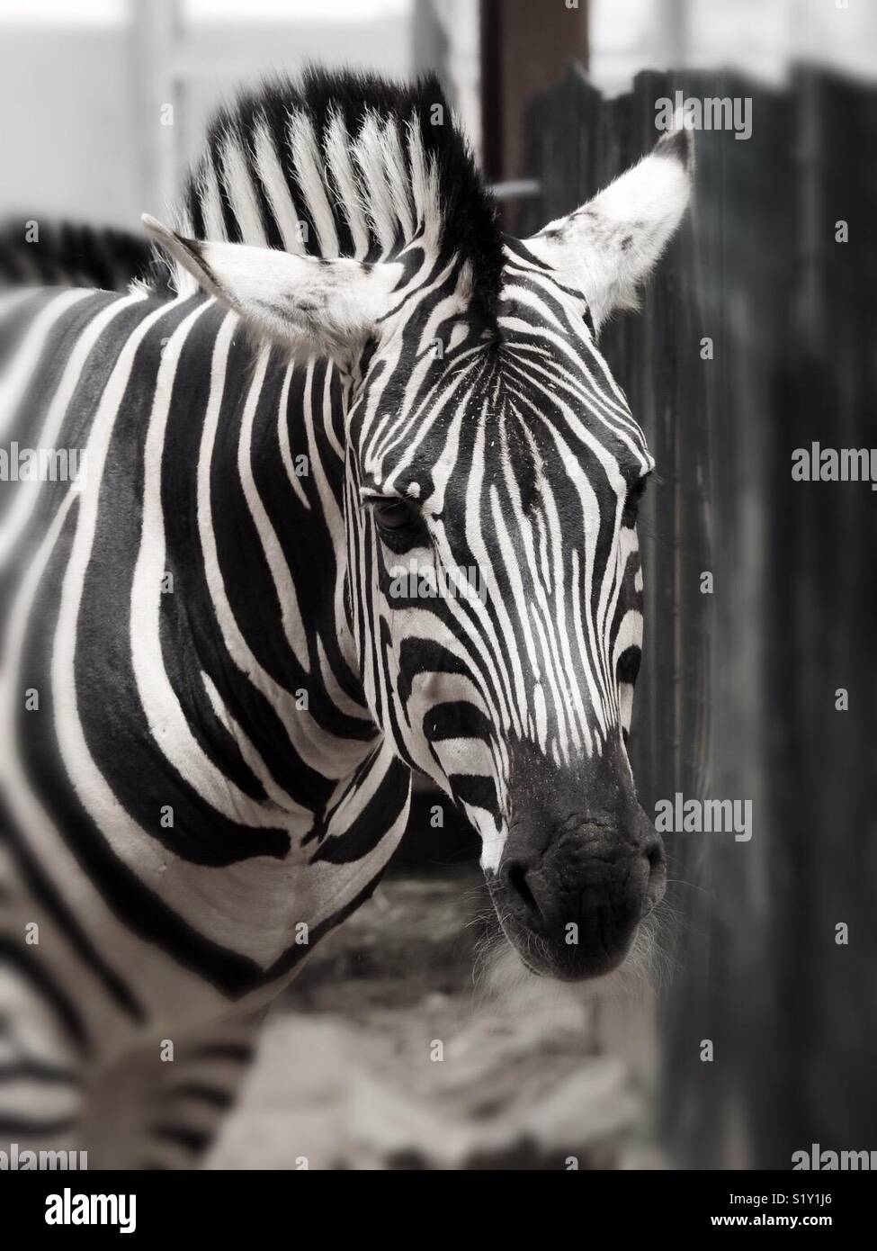 Sad zebra at the zoo Stock Photo - Alamy