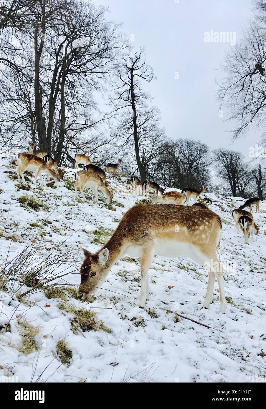 Herd Of Deer Snow Stock Photos & Herd Of Deer Snow Stock Images - Alamy