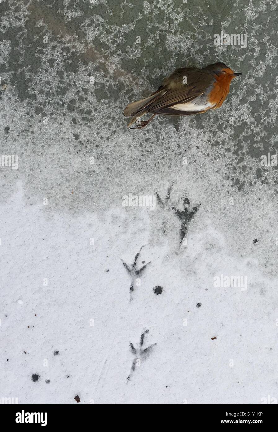 Dead bird snow hi-res stock photography and images - Alamy