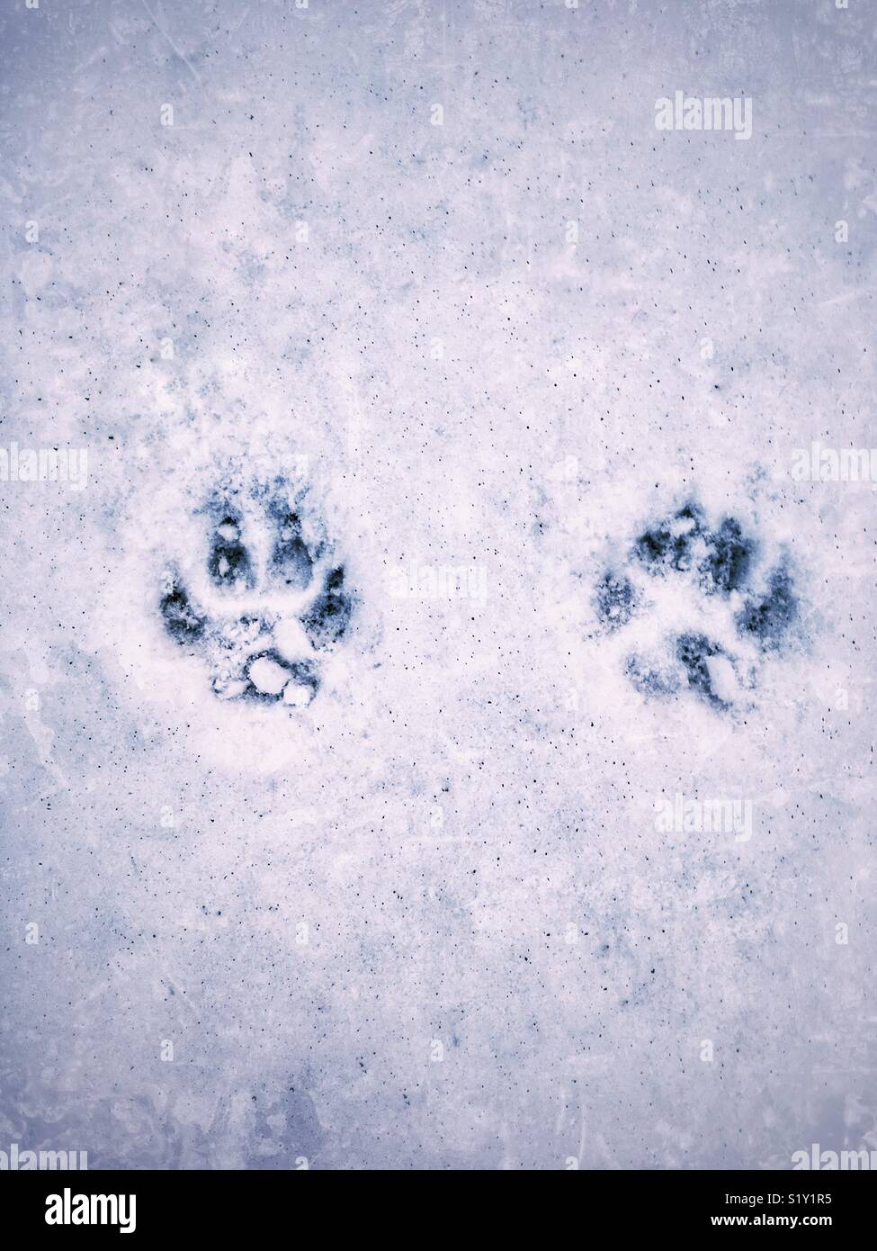 Dog Paw Prints In Snow High Resolution Stock Photography and Images - Alamy