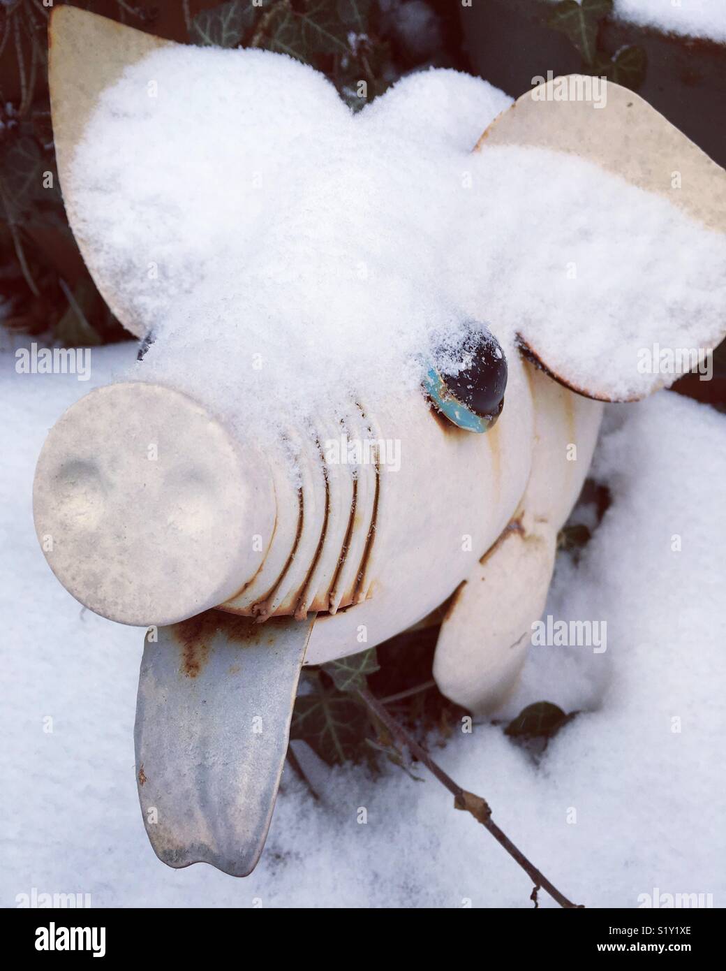 Pig In Snow High Resolution Stock Photography and Images - Alamy