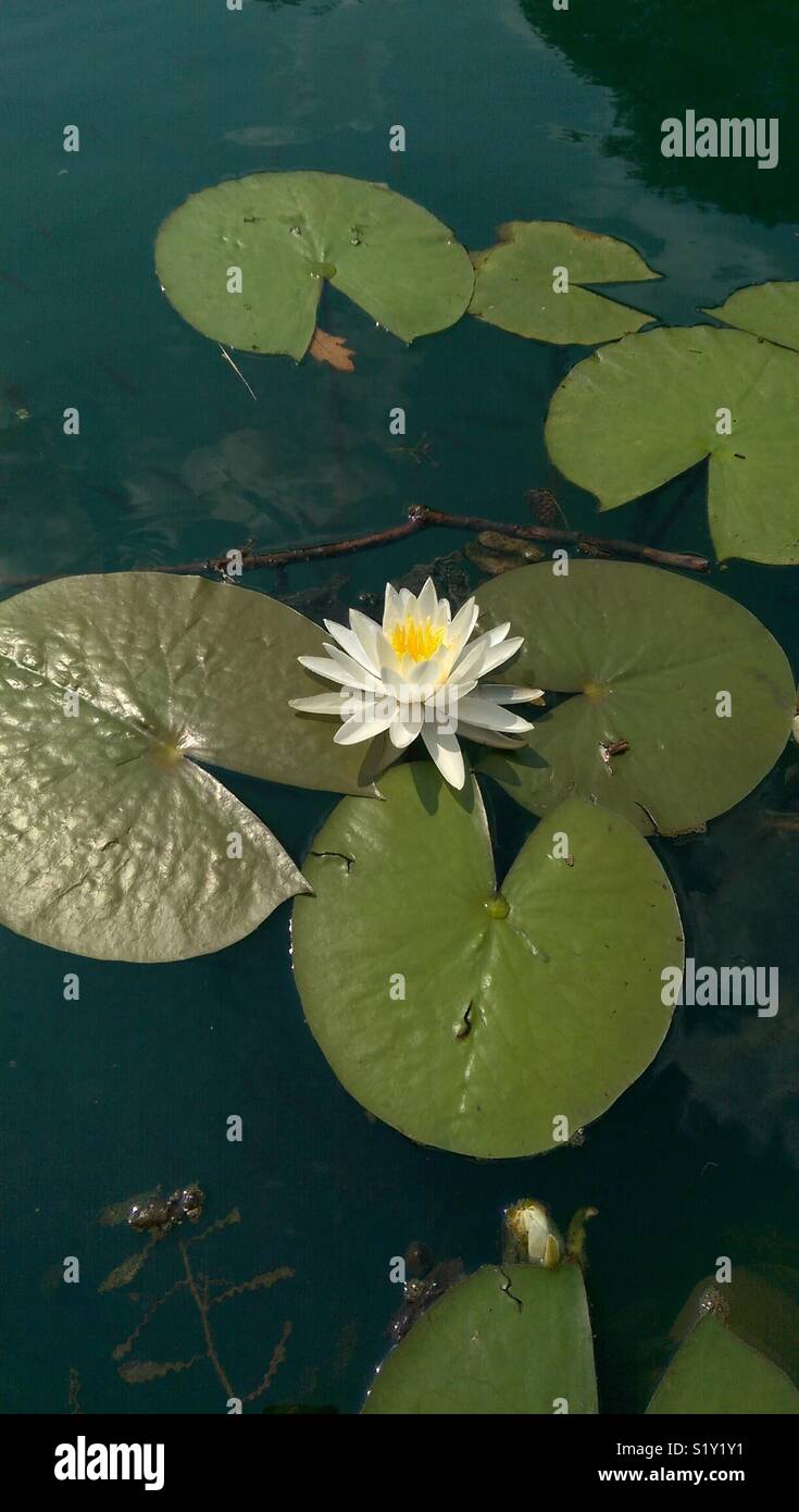 Lilly pad hi-res stock photography and images - Alamy