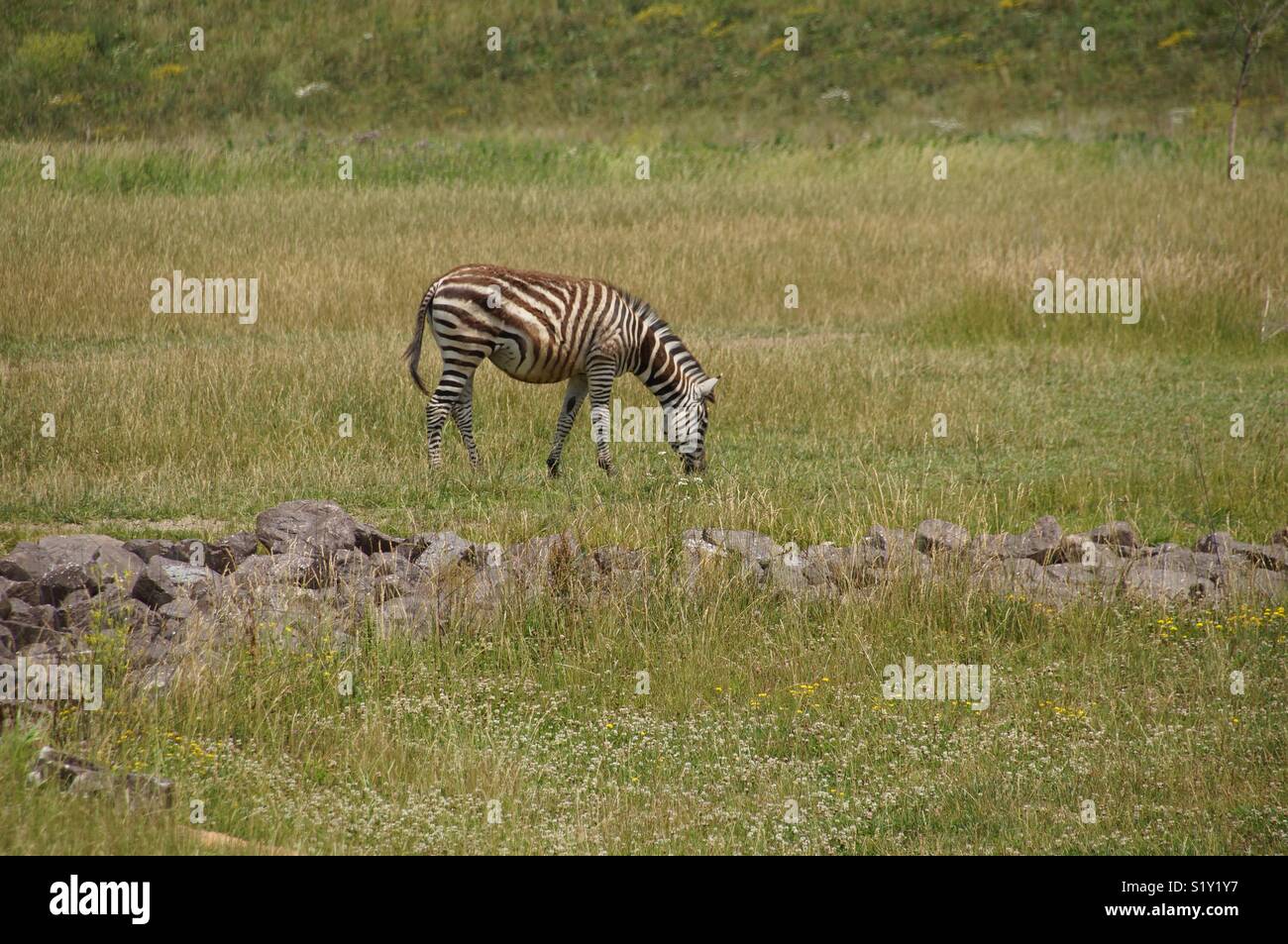 Wildlife zebra in natural habitat Stock Photo - Alamy