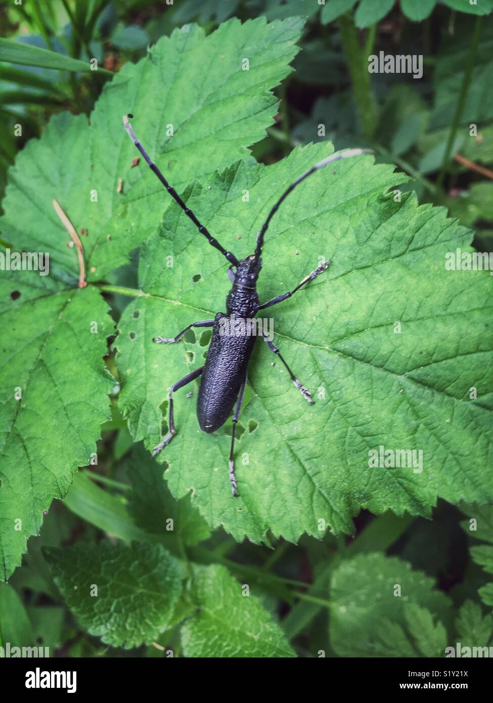 Break into leaf hi-res stock photography and images - Alamy