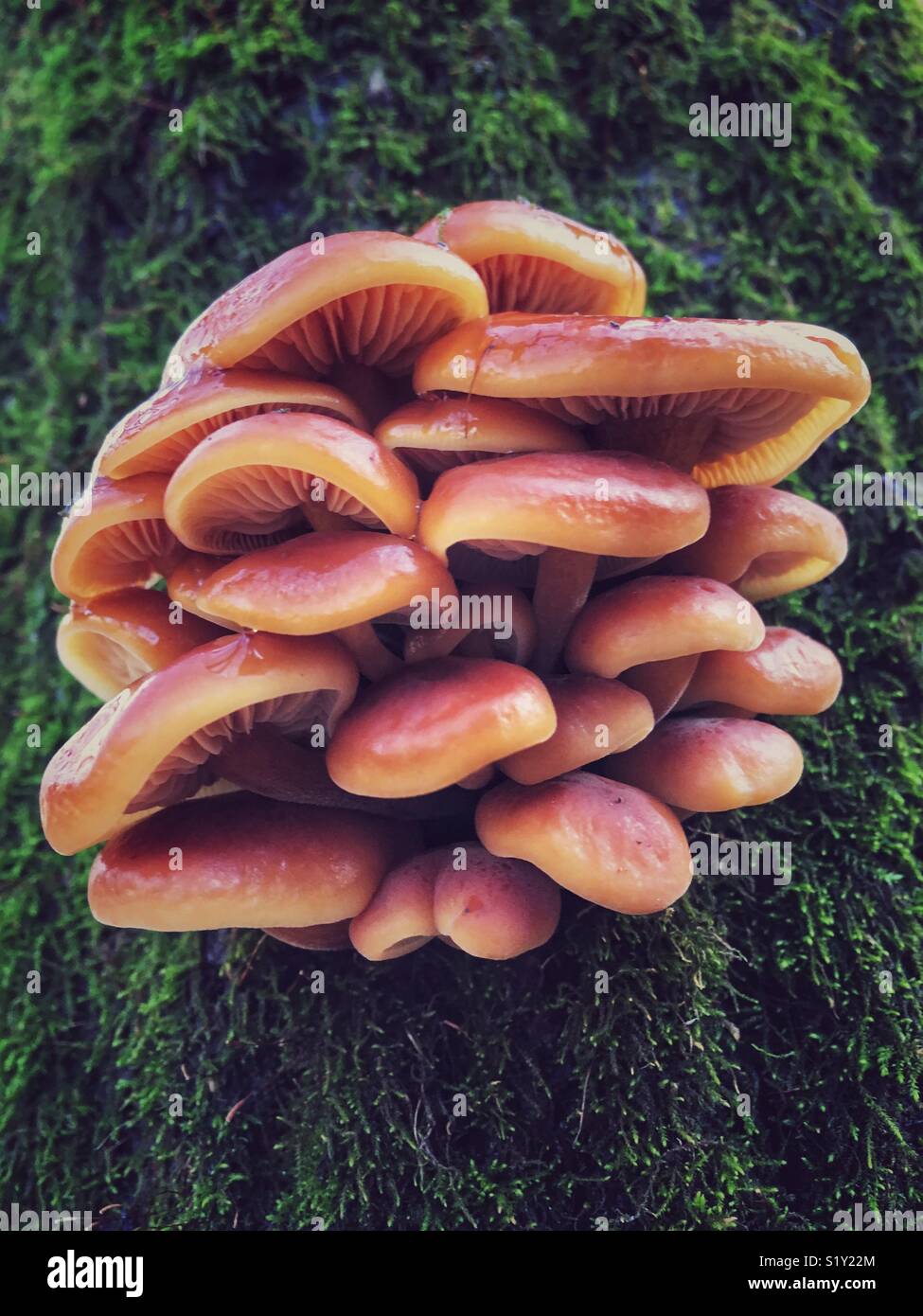 Timber fungus hi-res stock photography and images - Alamy