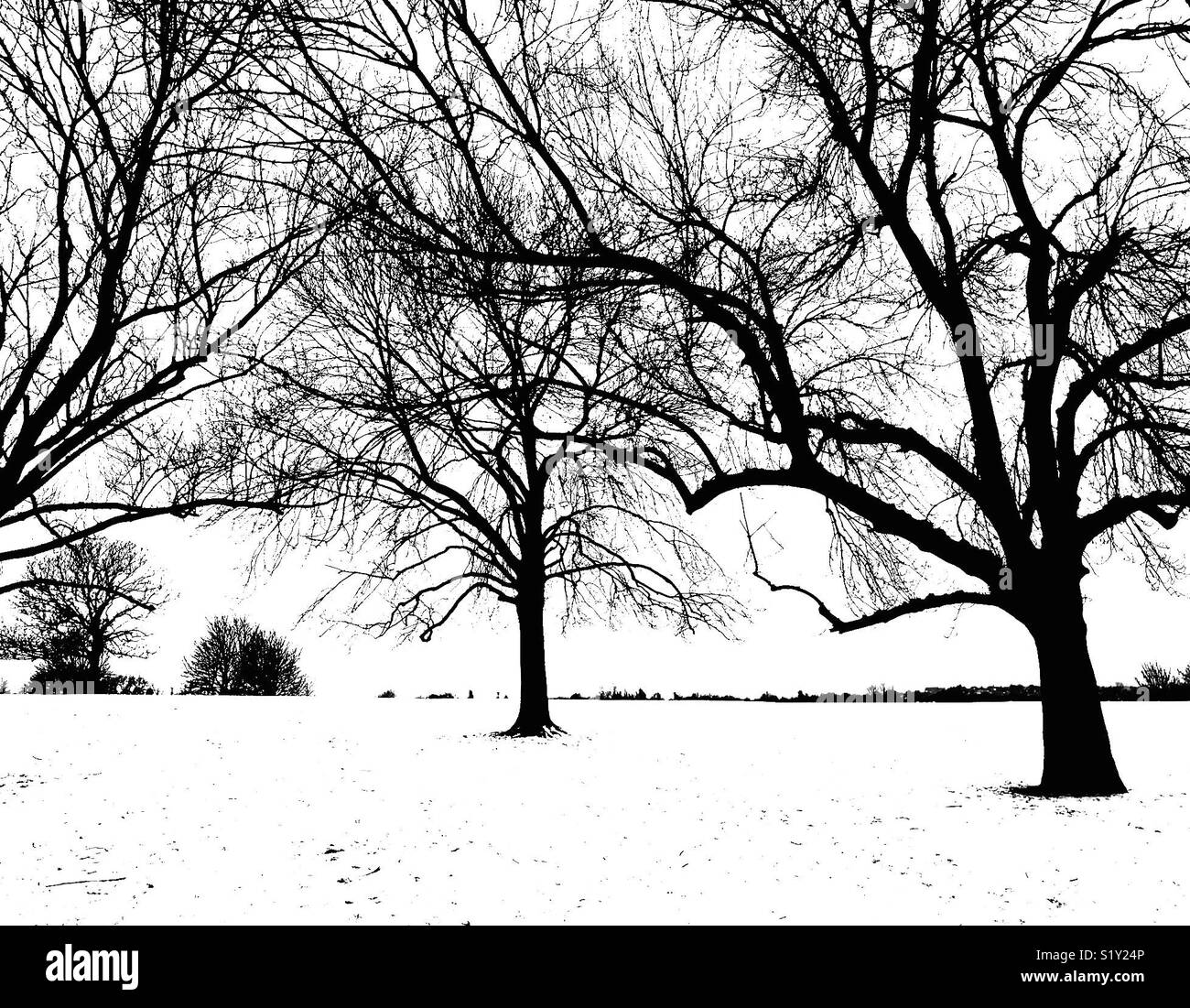 Tree silhouettes in the snow hi-res stock photography and images - Alamy