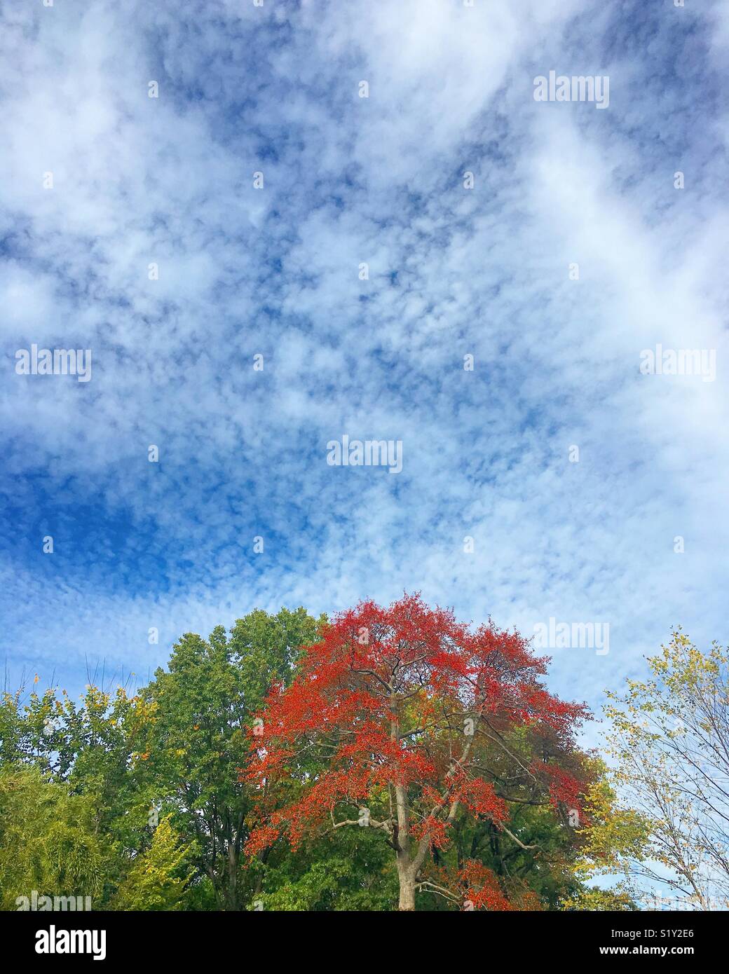 Bronx colors hi-res stock photography and images - Alamy