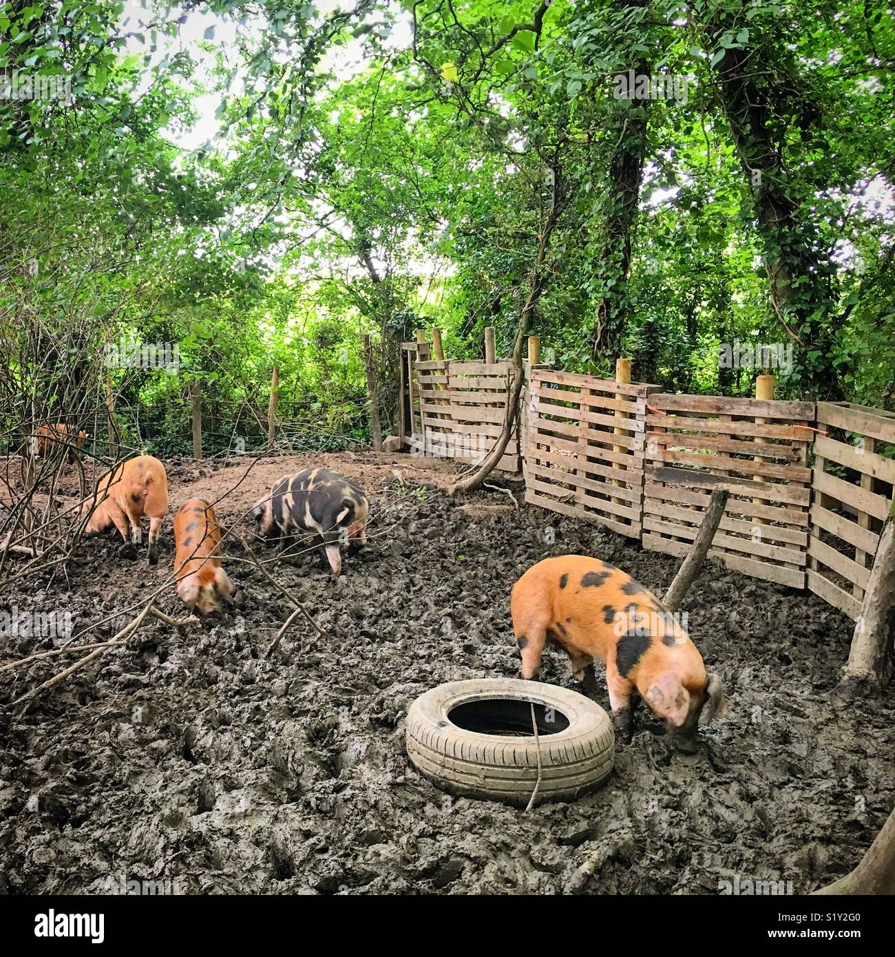 Free range pigs on a farm in Somerset Stock Photo - Alamy
