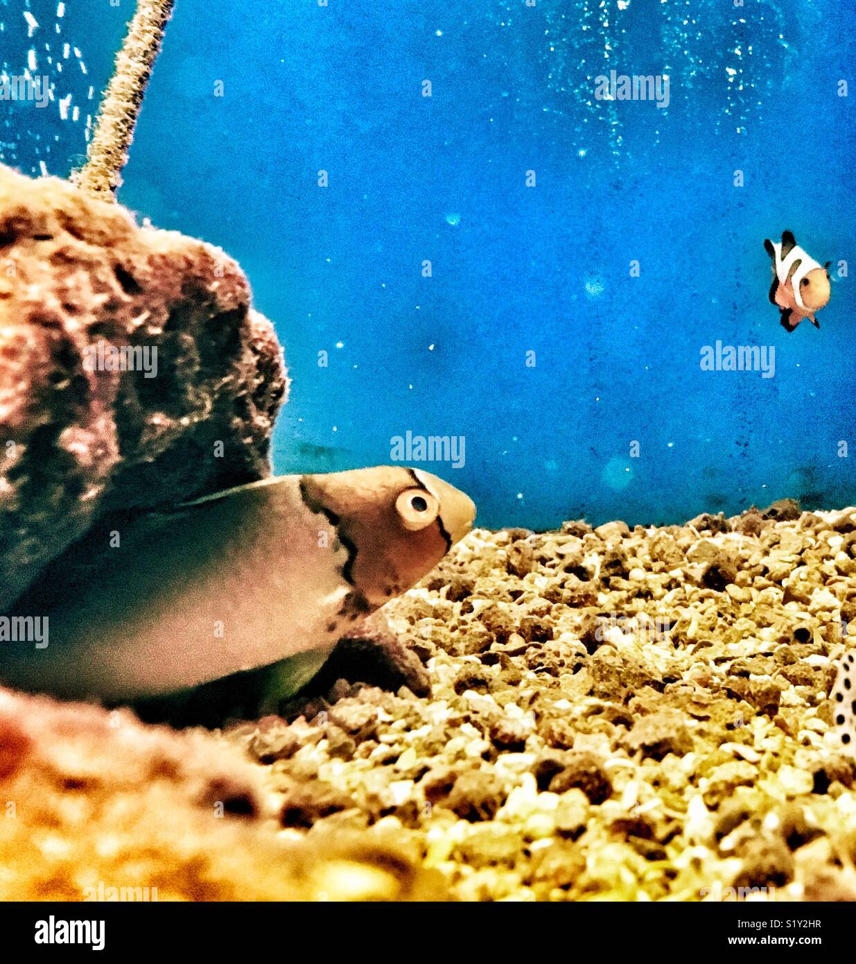 Bicolur parrotfish hi-res stock photography and images - Alamy