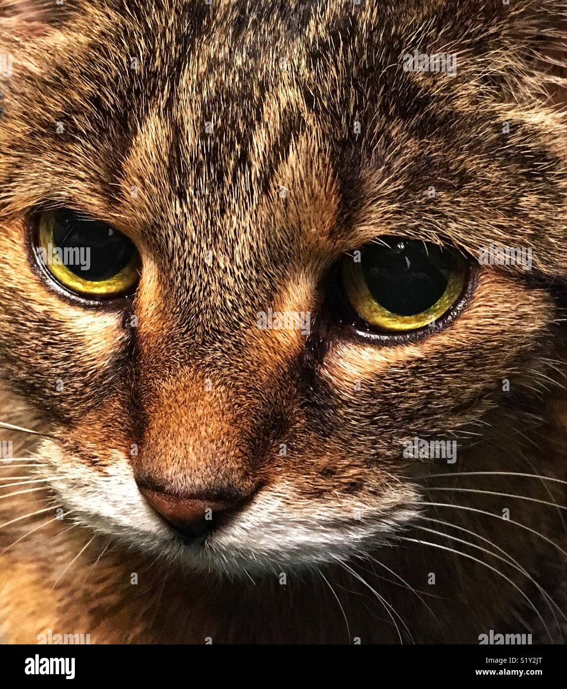 Brown tabby cat with huge eyes looking into camera Stock Photo - Alamy