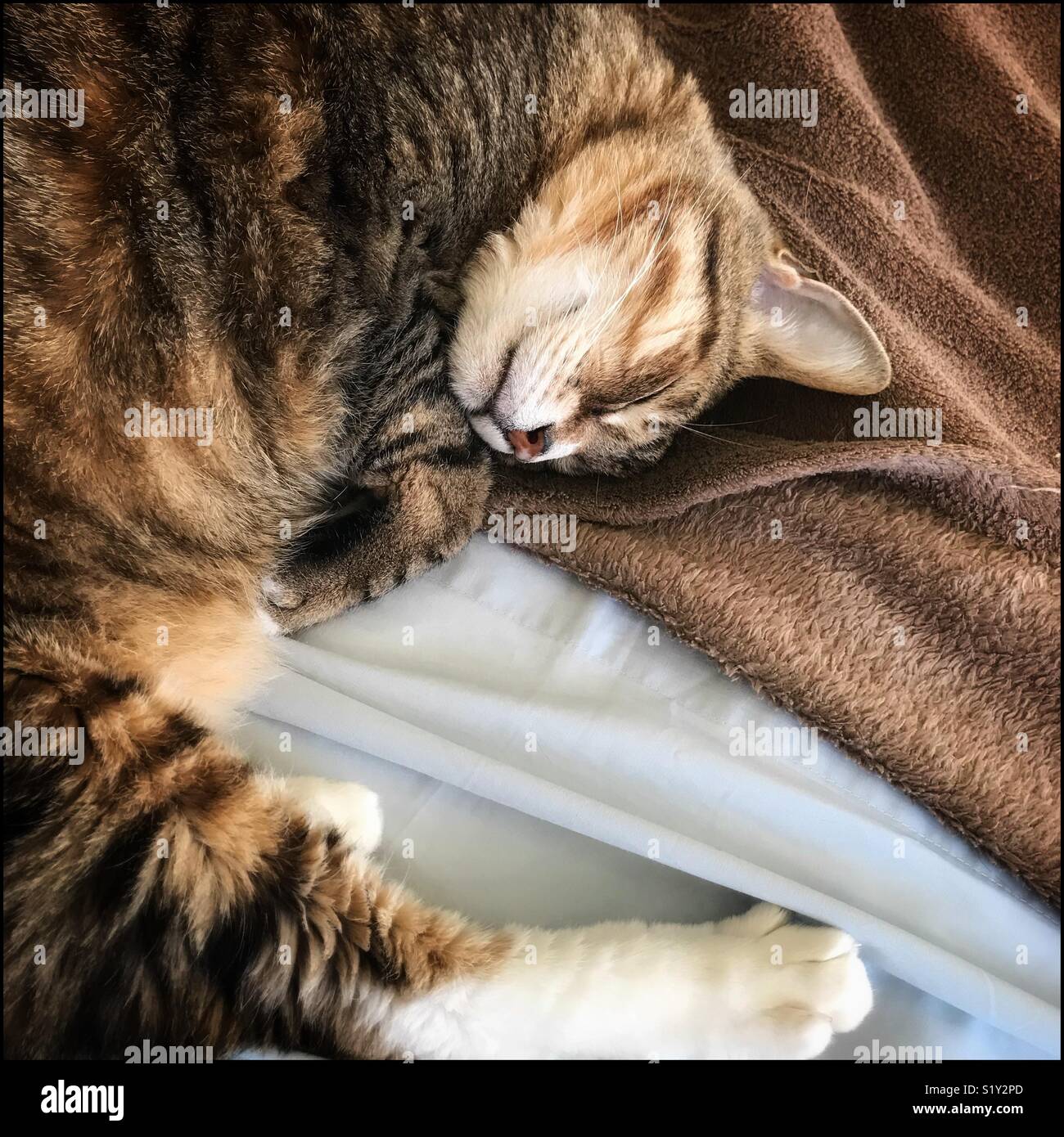 Sleeping cat on bed Stock Photo - Alamy