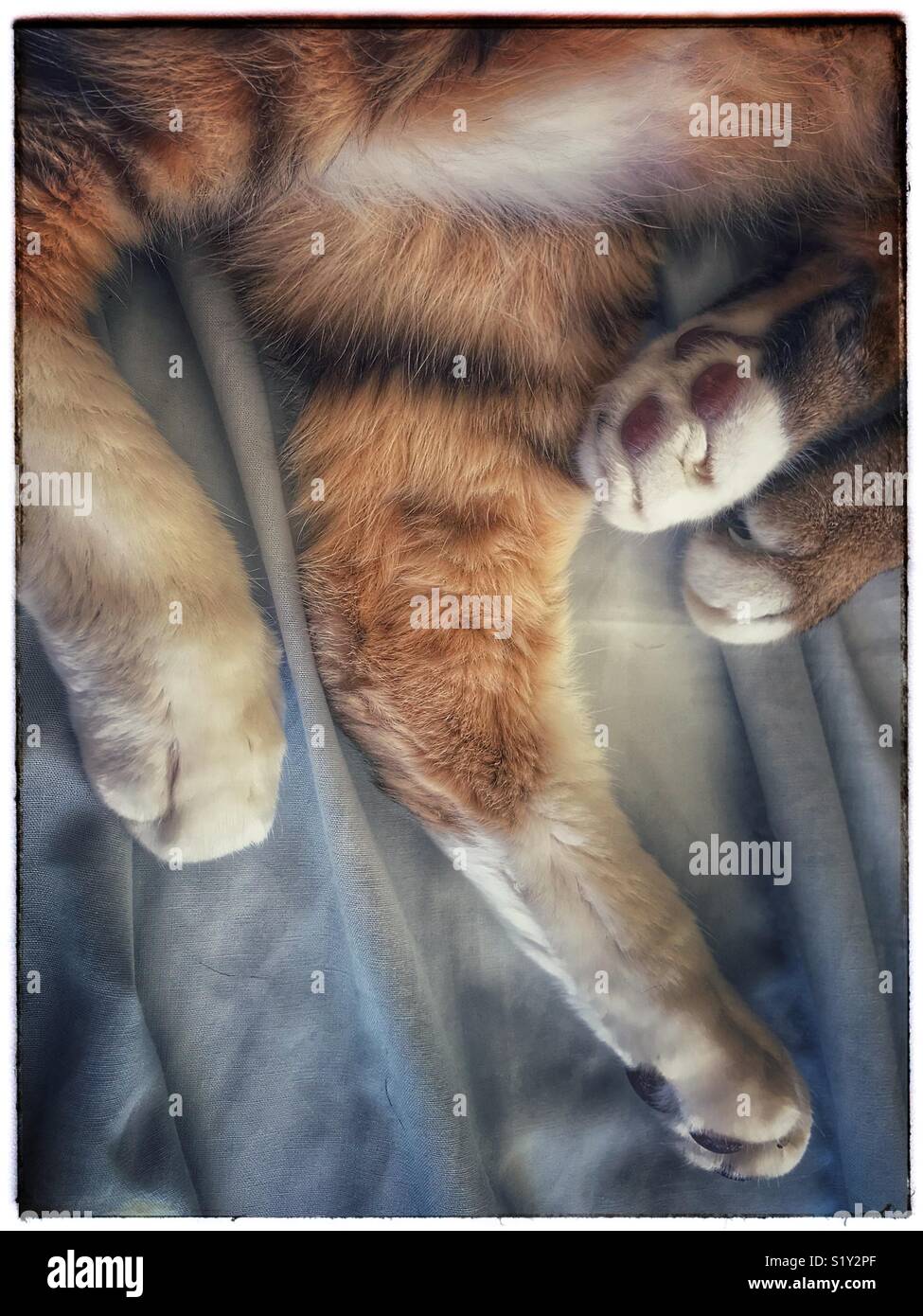Cat’s legs and paws Stock Photo - Alamy