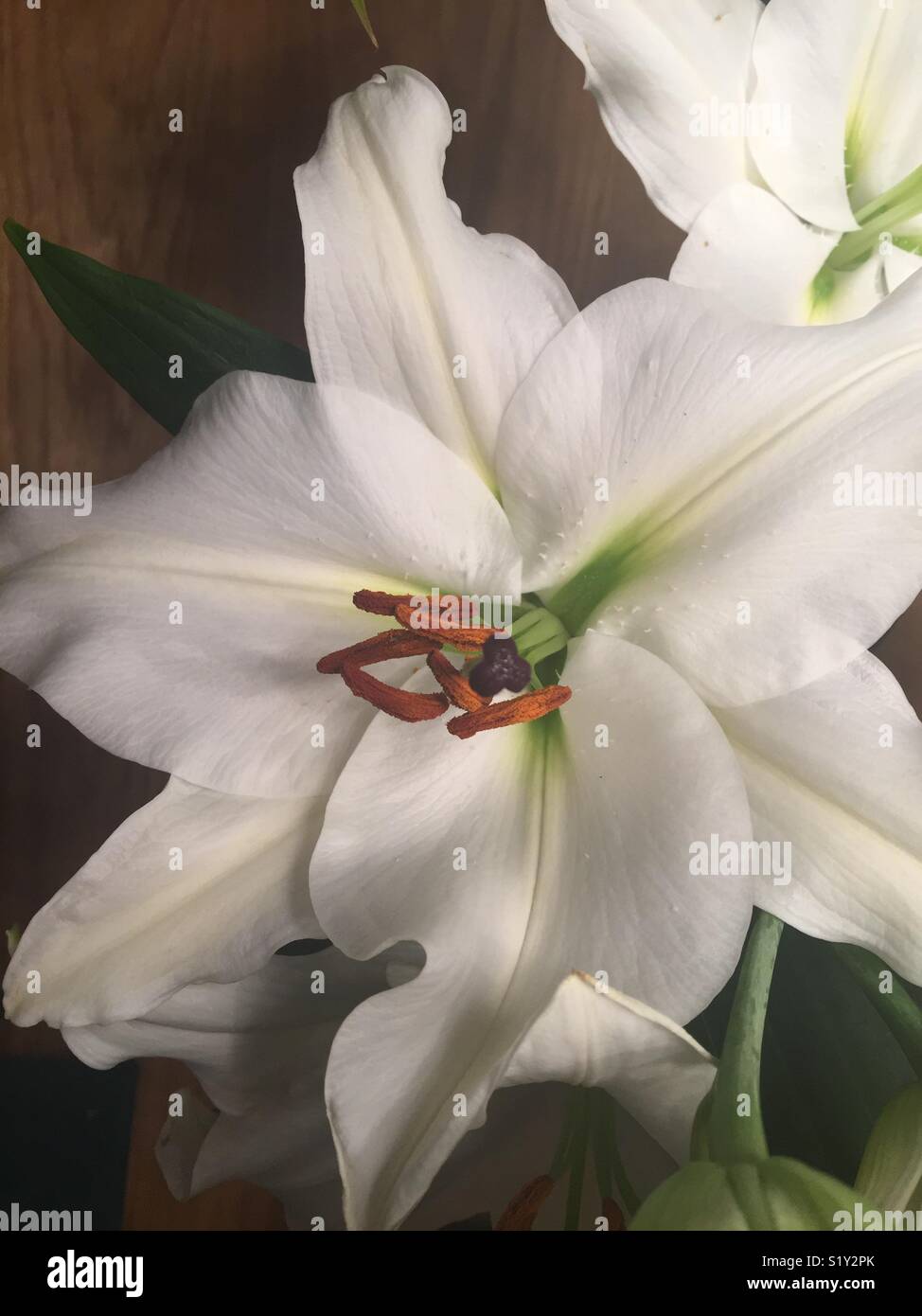 Heart lily hi-res stock photography and images - Alamy