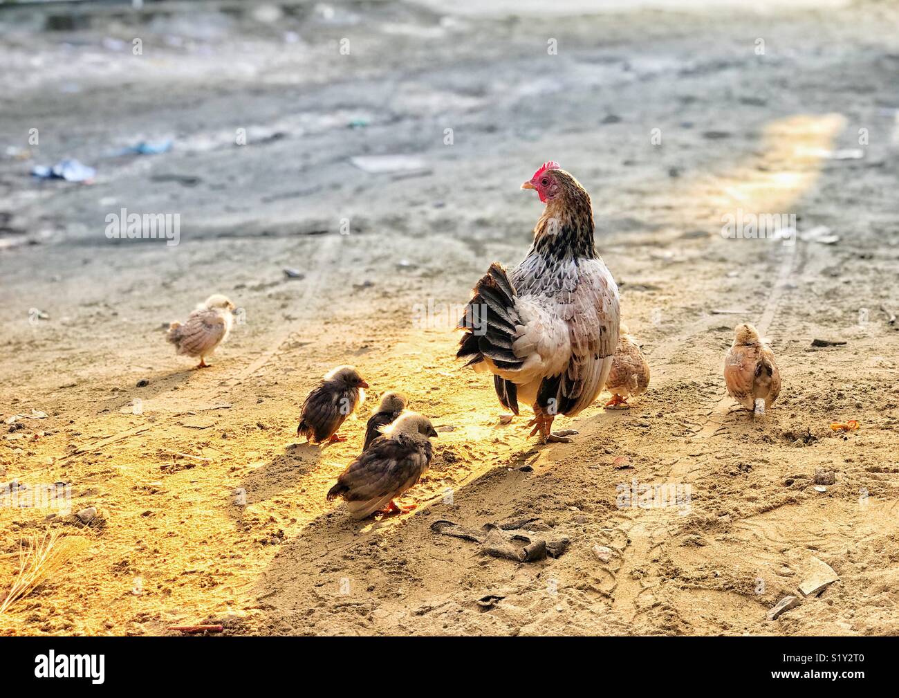 Mother hen with young chicks hi-res stock photography and images - Alamy