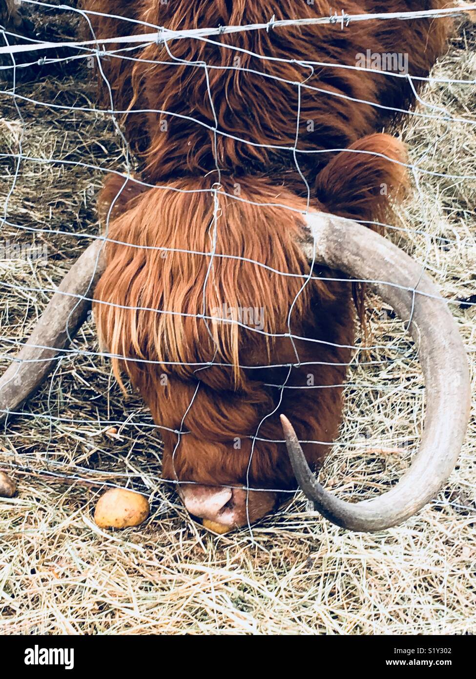 A cow feeding on potato and straw Stock Photo - Alamy