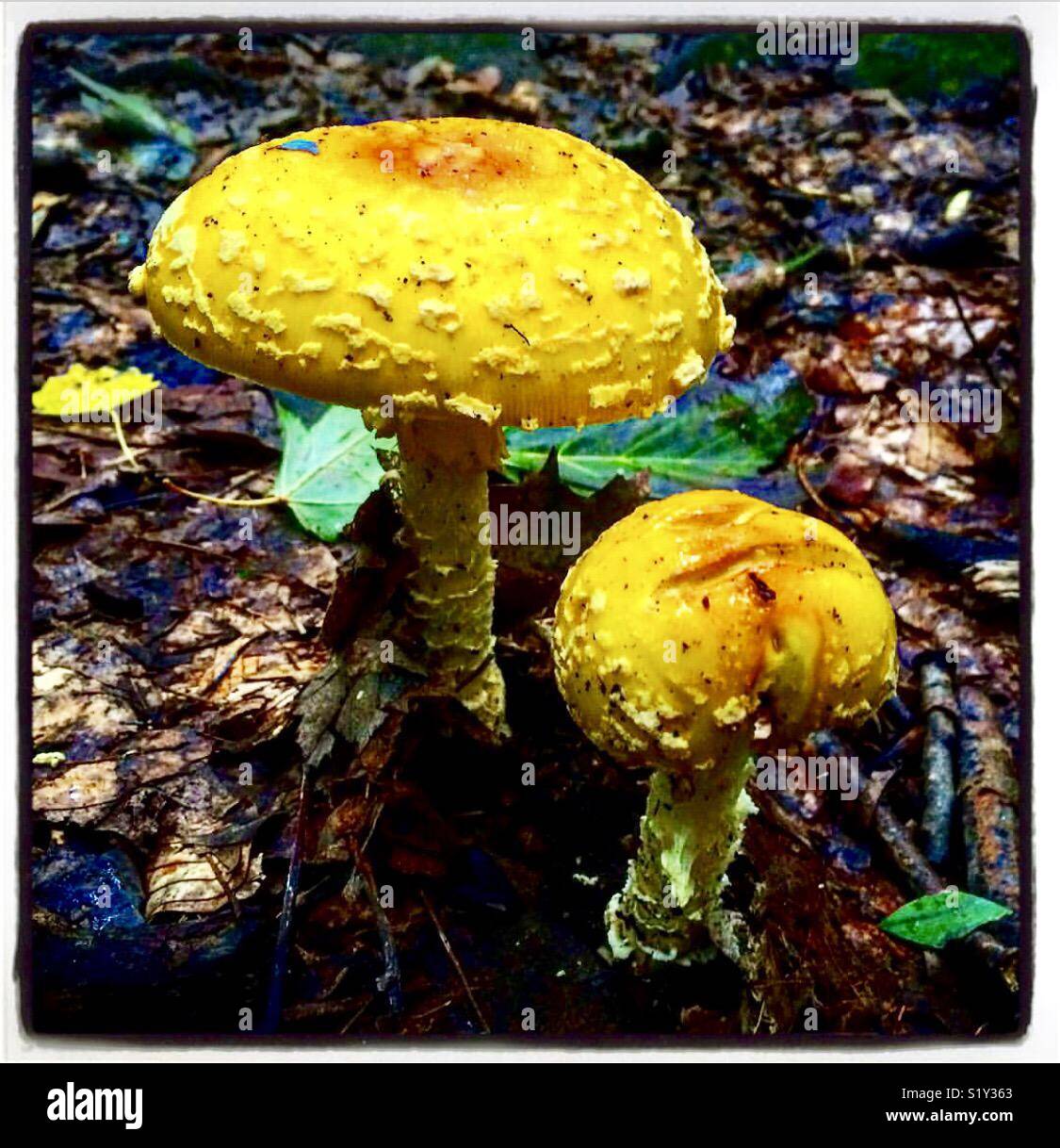 Yellow mushroom hi-res stock photography and images - Alamy