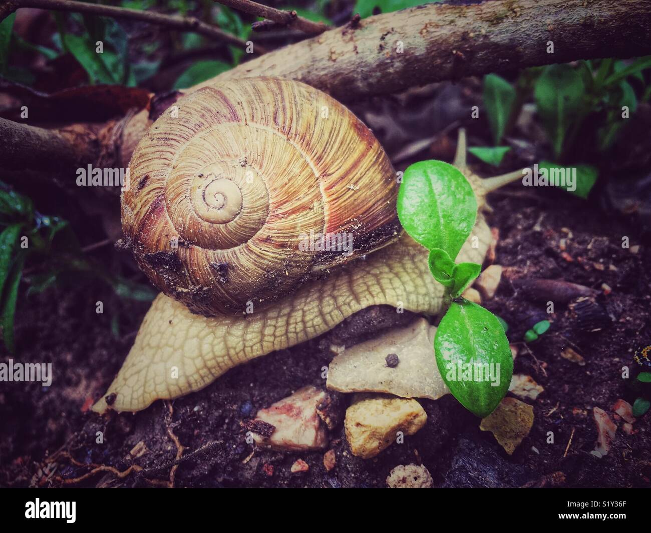 large snail in forest Stock Photo - Alamy