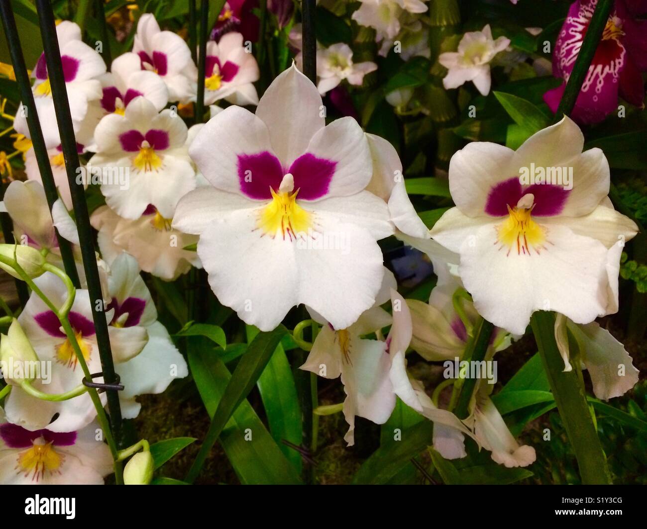 Miltoniopsis hi-res stock photography and images - Alamy