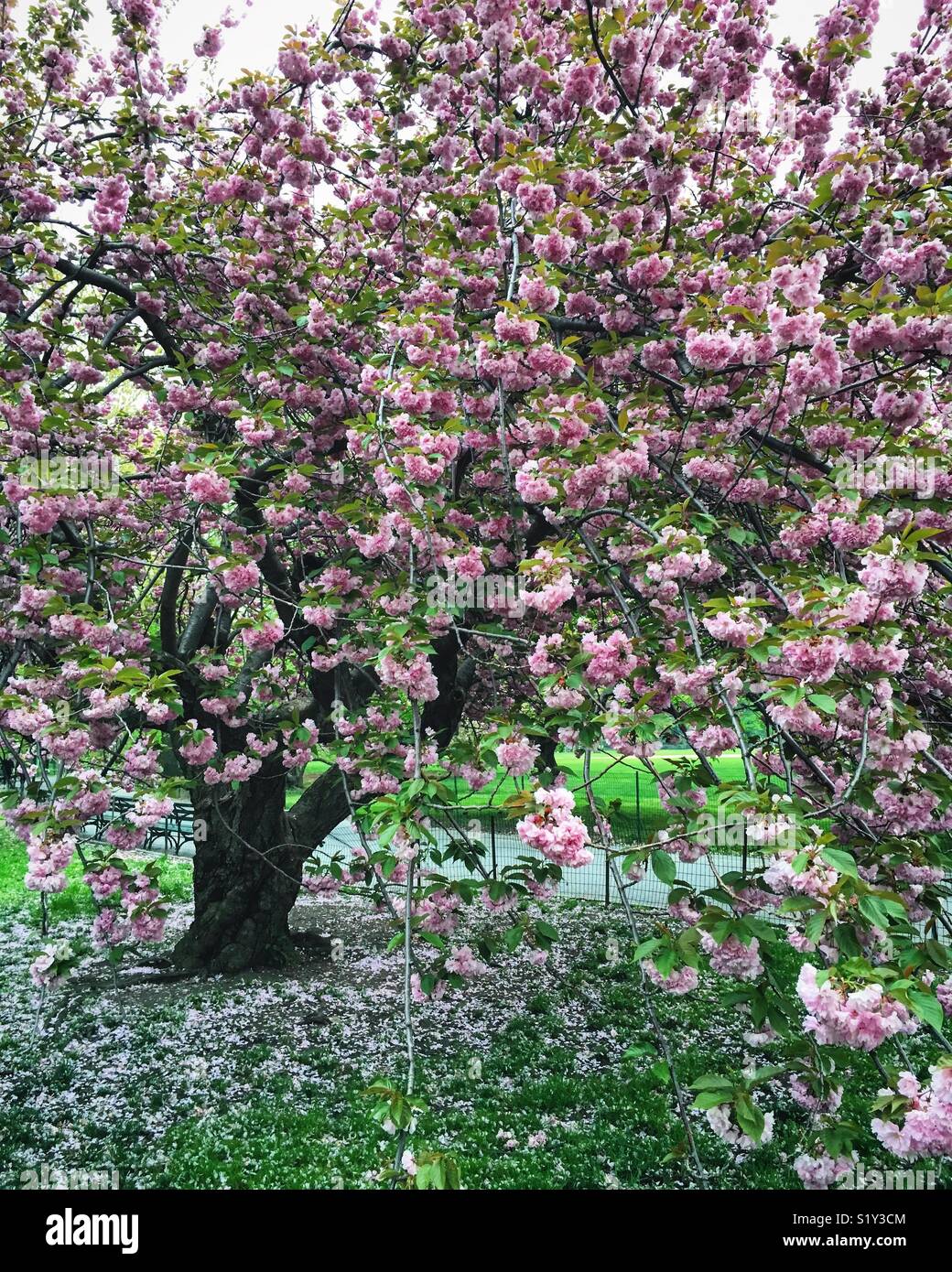 Cherry tree in bloom hi-res stock photography and images - Alamy