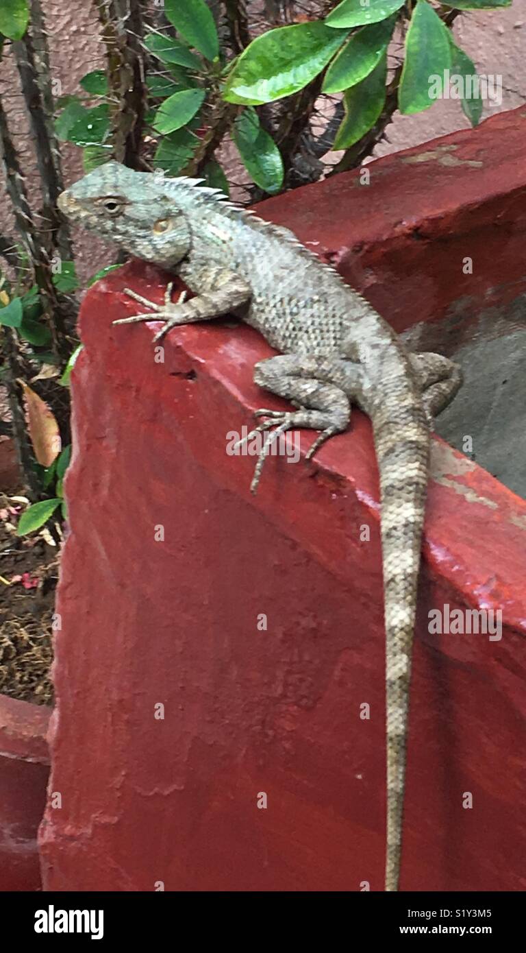 Indian Garden Lizard High Resolution Stock Photography and Images - Alamy