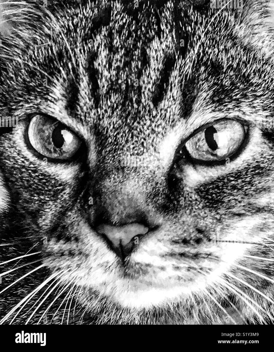 Slit pupils Black and White Stock Photos & Images - Alamy