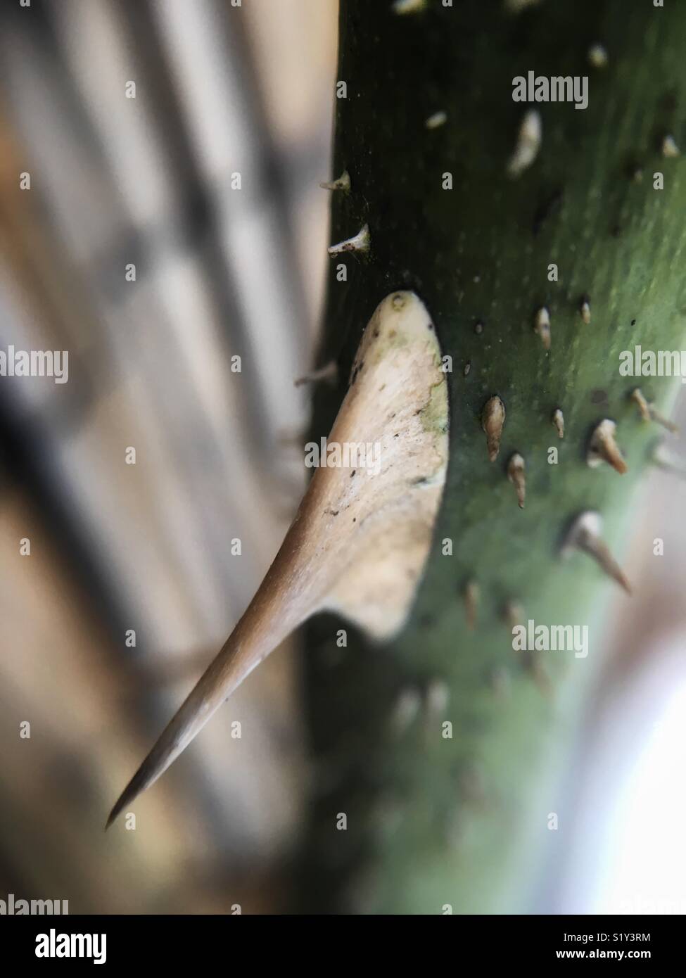 Sharp rose hi-res stock photography and images - Alamy