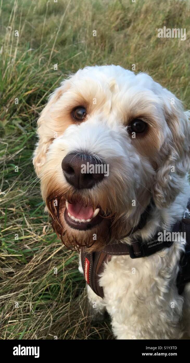 Cockapoo in a field Stock Photo - Alamy