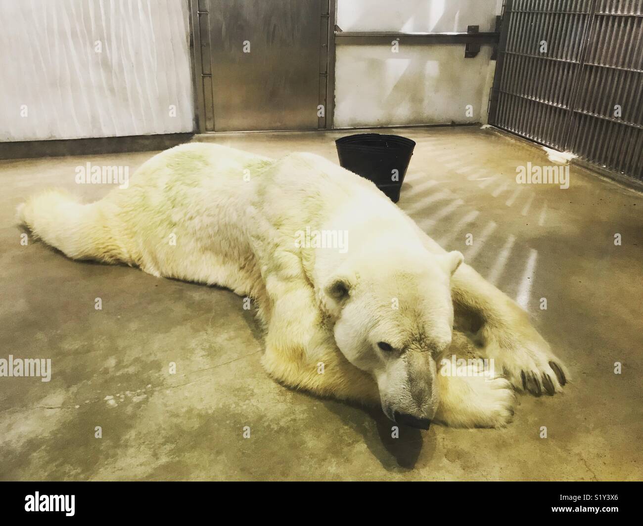 Bear at a zoo hi-res stock photography and images - Alamy