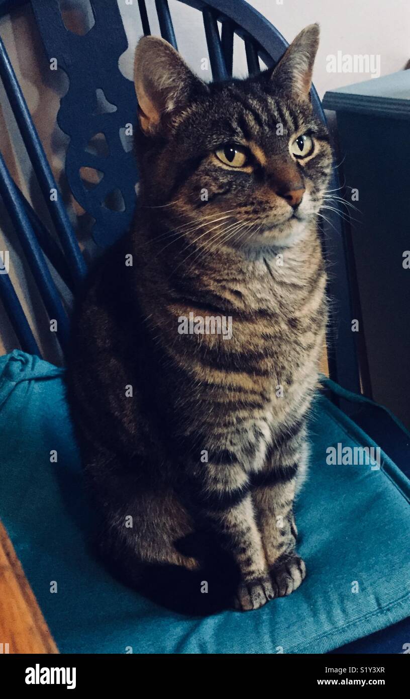 Proud kitty sitting on a blue chair Stock Photo - Alamy