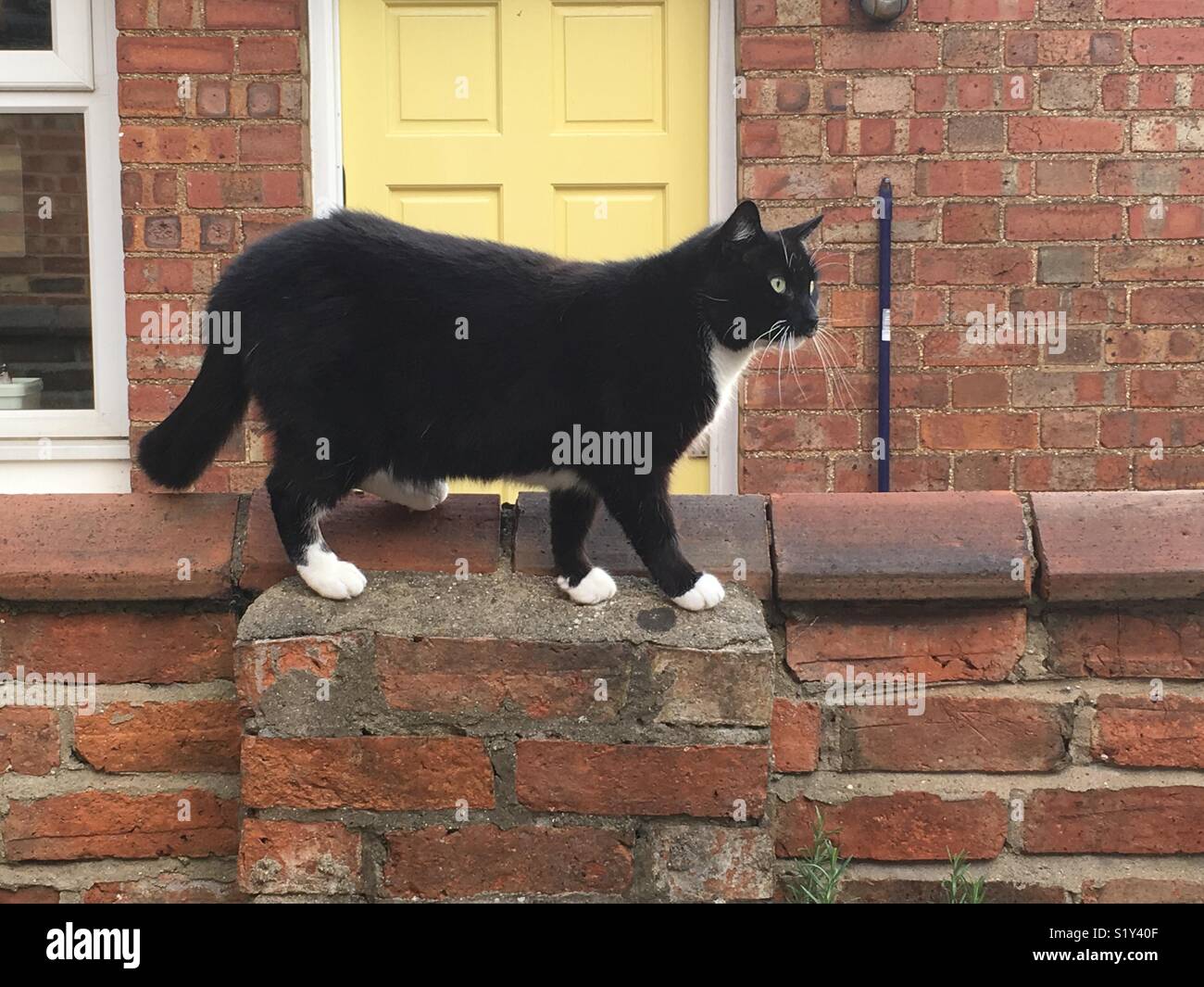 Black tom cat hi-res stock photography and images - Alamy