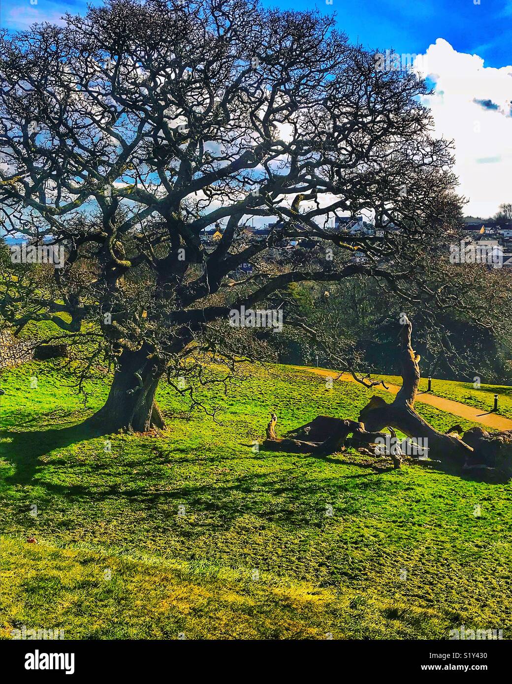 Dead and alive Stock Photo - Alamy