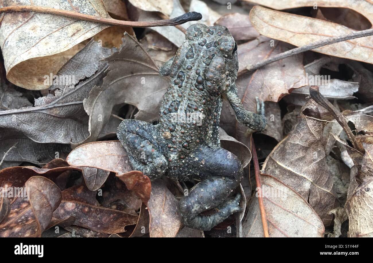 Spring toad hi-res stock photography and images - Alamy