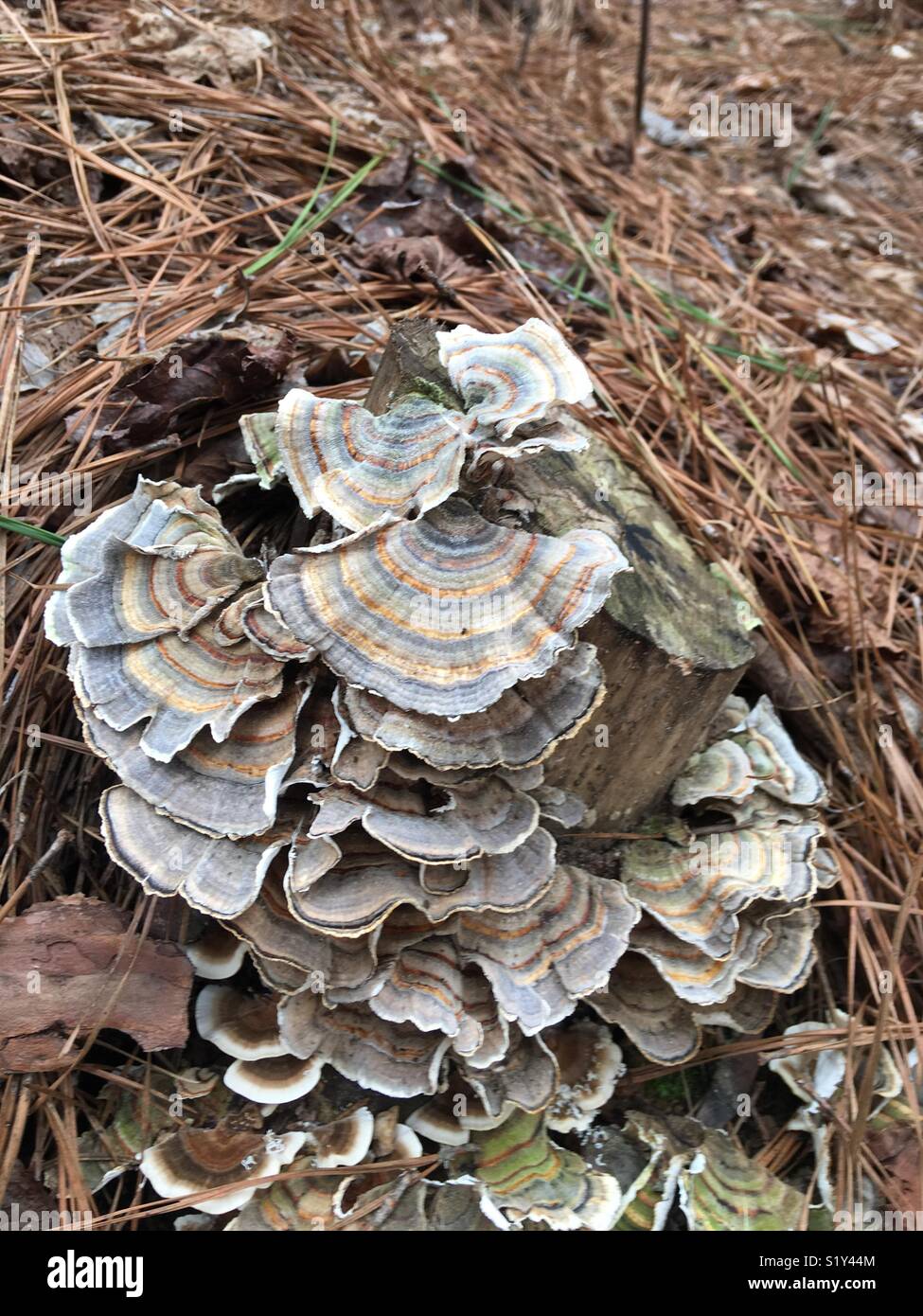 State fungus hi-res stock photography and images - Alamy