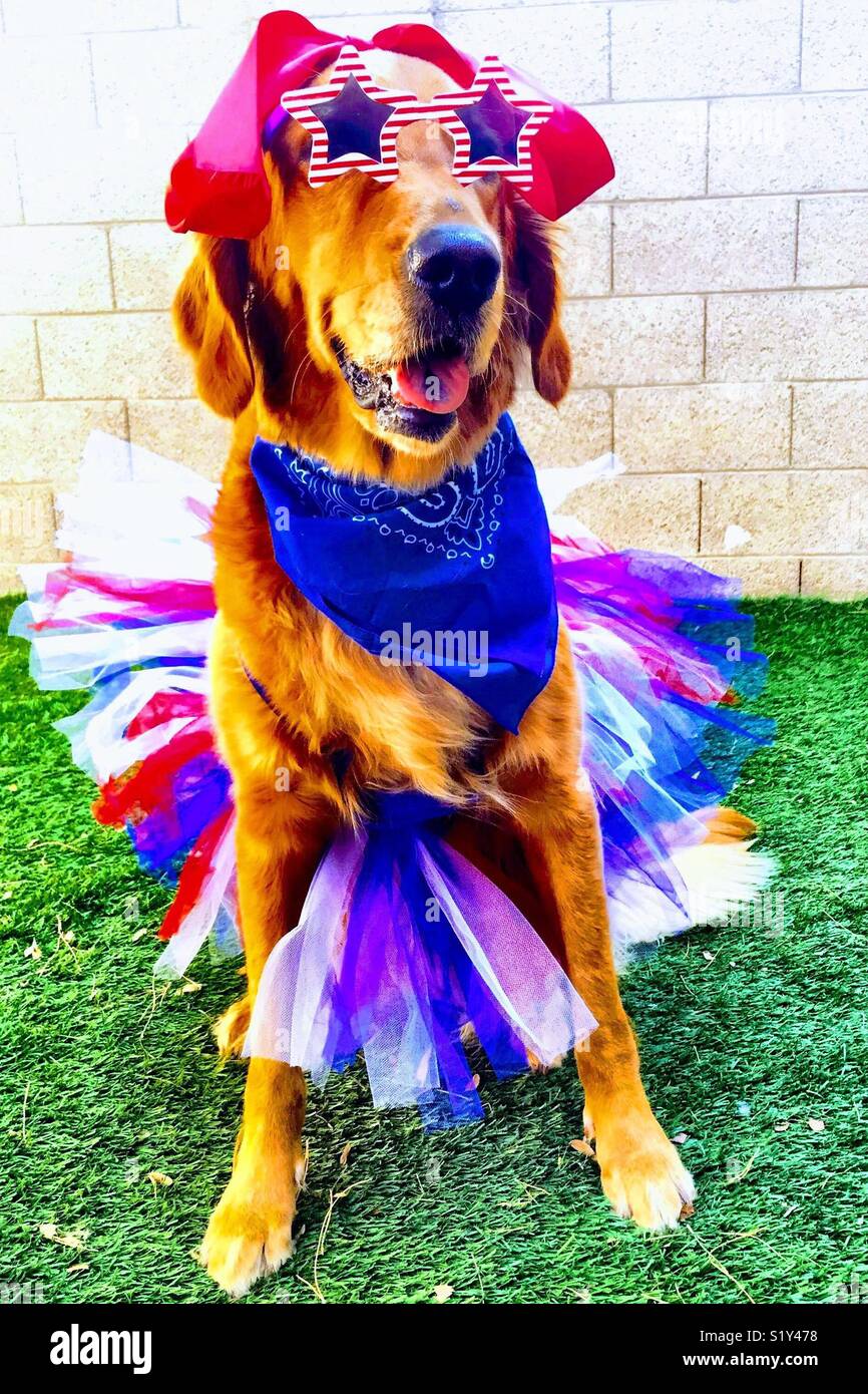 American golden retriever hi-res stock photography and images - Alamy