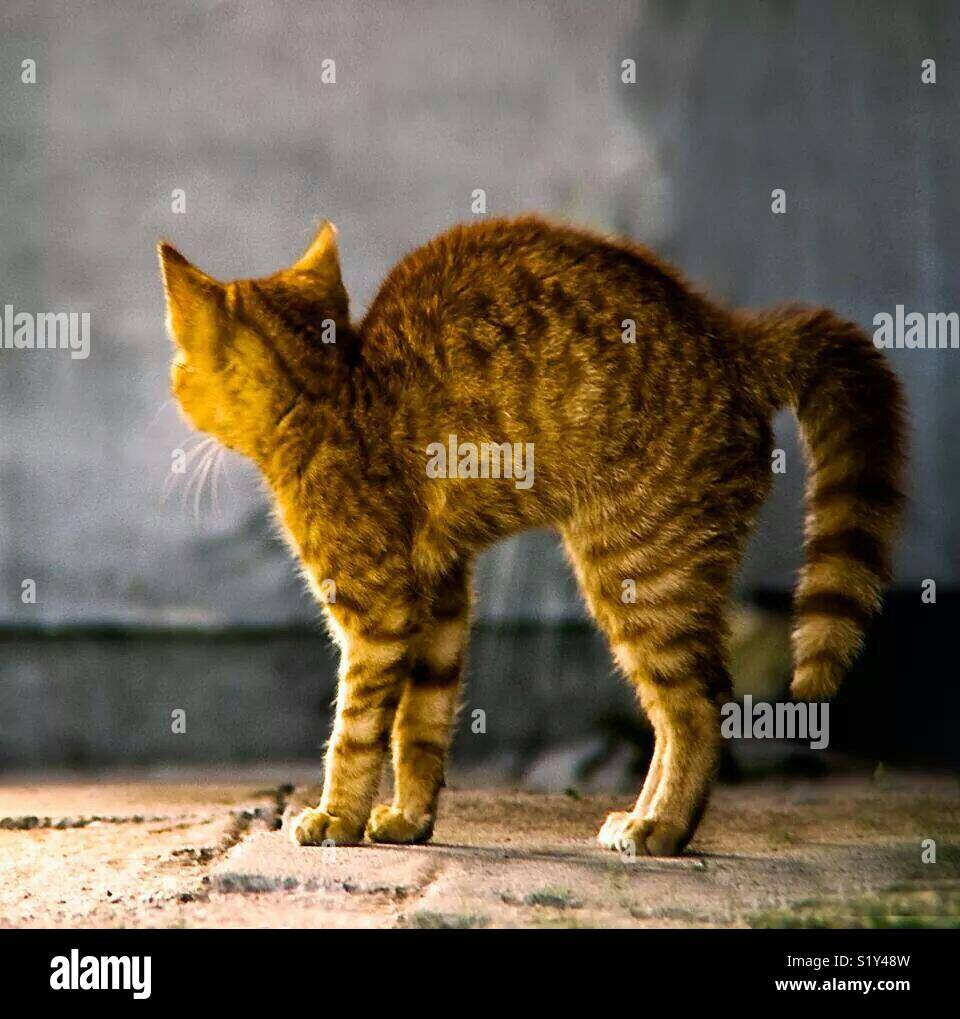 Cat, ready to fight or flight Stock Photo - Alamy