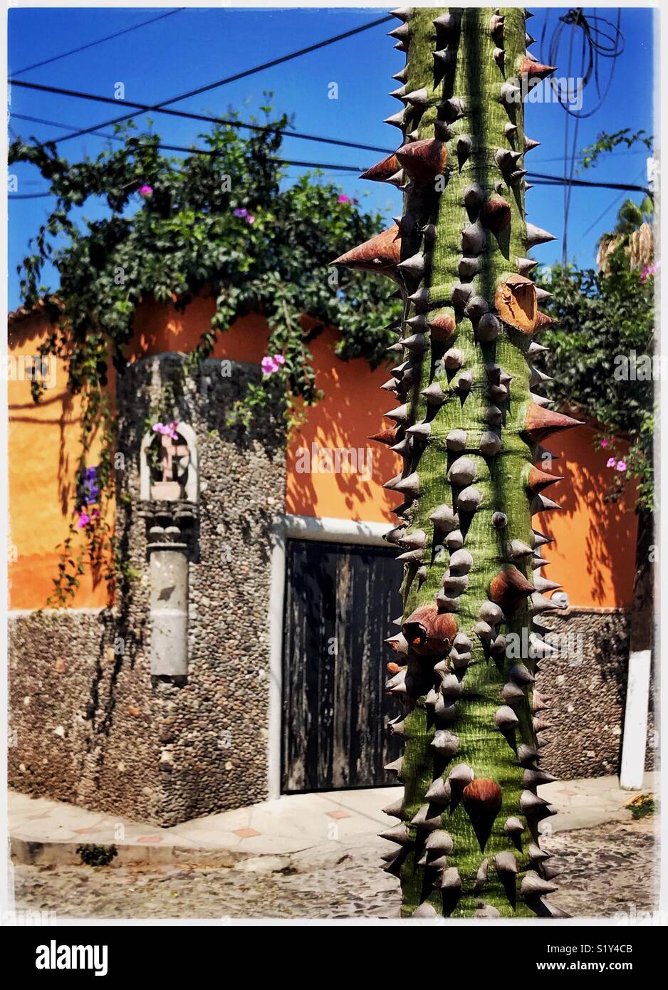 A silk floss tree stands on a street corner in colorful Ajijic, Mexico ...