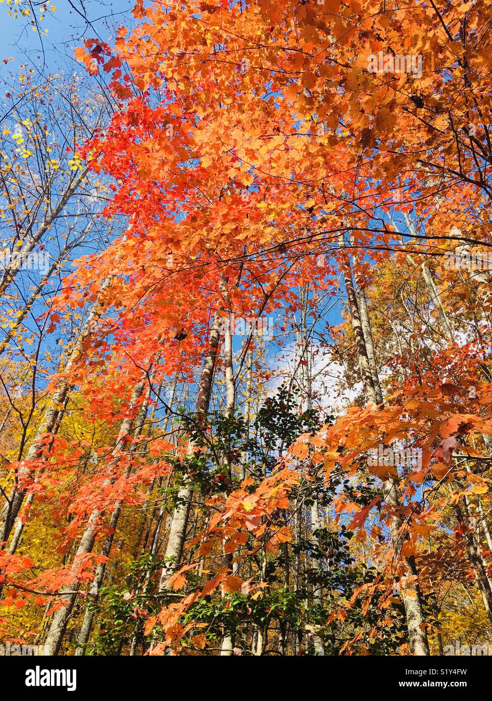 Pretty trees hi-res stock photography and images - Alamy